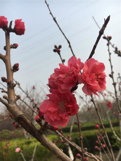 久居茅廬中不知春來早原是花開艷春色正旖旎春遊臨沂 每日頭條