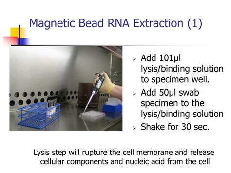 Ppt Recommended Procedures For The Extraction Of Rna Powerpoint