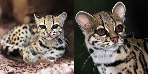 Margay A Comprehensive Guide Blog Cattitude