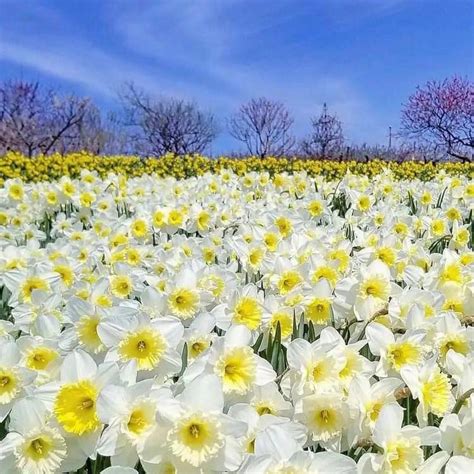 ნარცისი Tbilisi