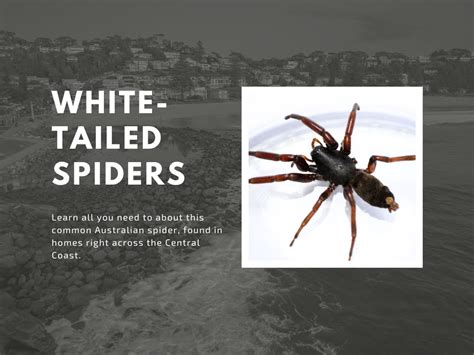 White Tailed Spider Common Australian Spiders