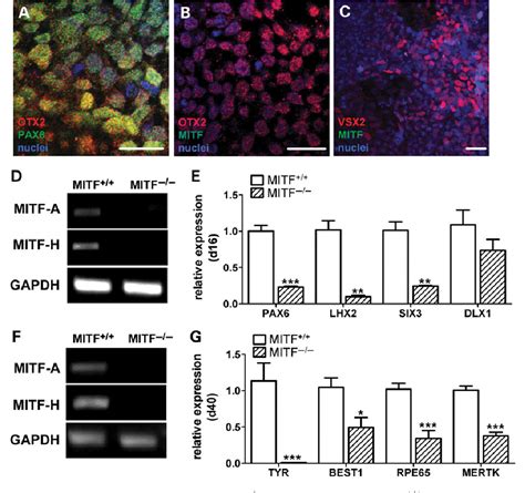 figure 5 from loss of mitf expression during human embryonic stem cell