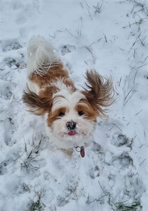 Elmo Loves The Snow R Havanese