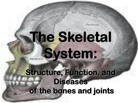 Solution Module 6 Ppt Skeletal System Studypool