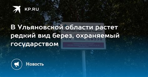 В Ульяновской области растет редкий вид берез охраняемый государством Kp Ru