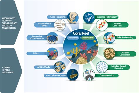Mitigating The Ecological Collapse Of Coral Reef Ecosystems Effective Strategies To Preserve