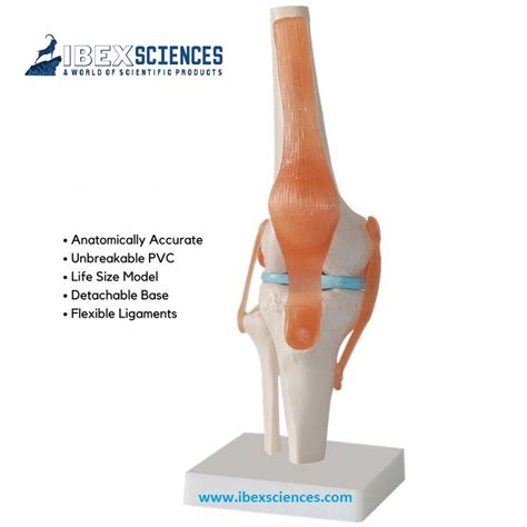 Functional Knee Model Anatomically Correct Knee Joint With Life Like Ligaments That Can Show