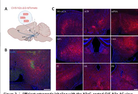 Figure 1 From A Rabies Virus Based Toolkit For Efficient Retrograde