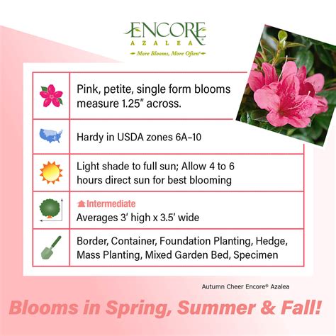 Autumn Cheer Encore Azalea Shop Online Plants By Mail