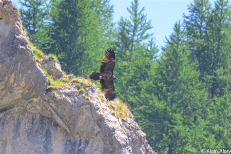 The Cloacal Kiss Of Bearded Vultures Vulture Conservation Foundation