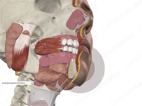 Sublingual Gland Model What Happens During Salivary Gland Surgery