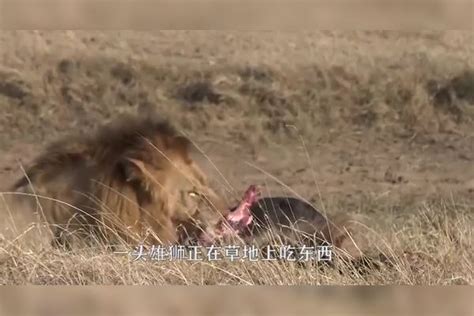 雄狮正在吃东西，一只饥饿的小狮子走过来，雄狮突然就冲了过去！雄狮饥饿走过