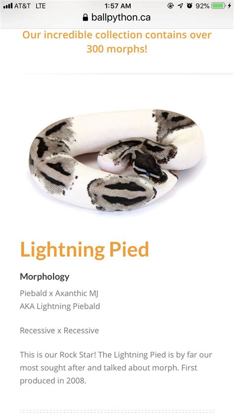 Lightning Pied Ball Python