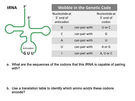 A What Are The Sequences Of The Codons That This Trna Is Capable Of Pairing With B Use A