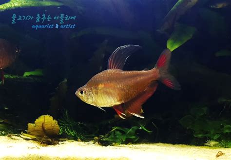 로지테트라 사육방법 관상포인트 네이버 블로그