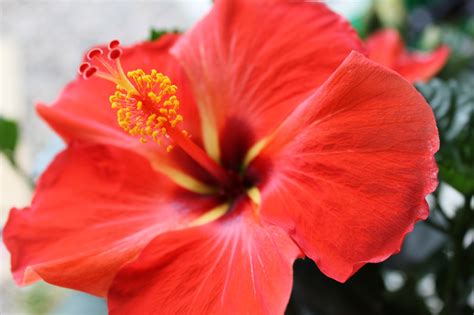 ハイビスカスを左耳に飾ると「既婚」を意味する 無料画像・フリー写真素材｜activephotostyle
