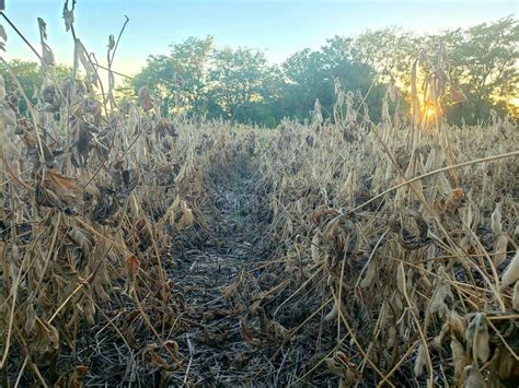 Row Of Soybeans Hanging To Dry On The Plants In A Nebraska Field Stock