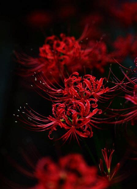 Lycoris Radiata Wallpapers Wallpaper Cave