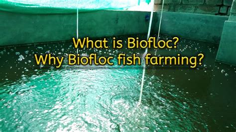 What Is Biofloc Why Biofloc Fish Farming Biofloc In Bengali Youtube