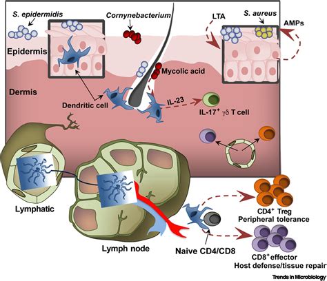 Staphylococcus Aureus Diagram