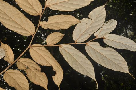 Pterospermum Plant5 Dombeyaceae