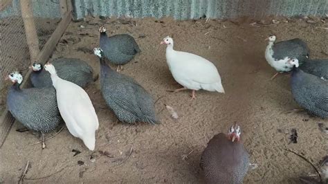 চীনা মুরগি Viral Video Youtube