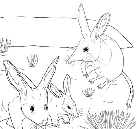 Free Easter Bilby Colouring Download — Sarah Matsuda︱visual Artist