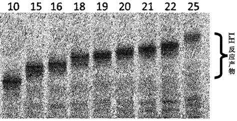 Method For Detecting Dna Having Microsatellite Region Eureka Patsnap