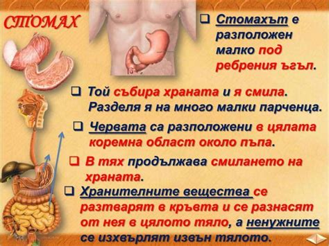 Аз и моето здраве Органи на човешкото тяло ЧП 3 клас Булвест Ppt