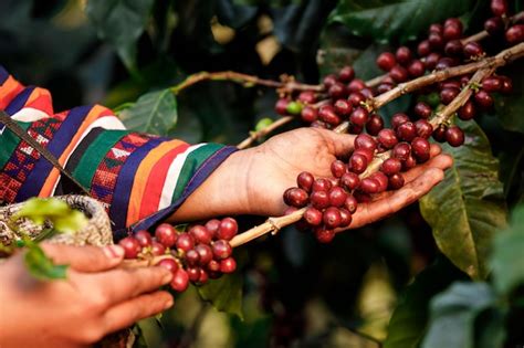 닫기 Karen 농부 손 수확 커피 콩 익은 붉은 열매는 치앙 라이 태국 유기농 농장에서 신선한 씨앗 커피 나무 성장을 심습니다 프리미엄 사진