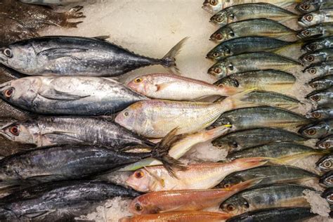 Fisf on ice stock illustration. Illustration of plate - 35952959