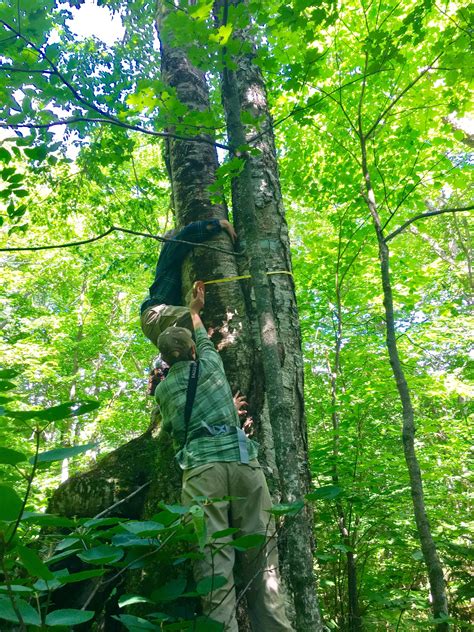 FEMC Dataset Tree Health And Physiology Measurements Overview