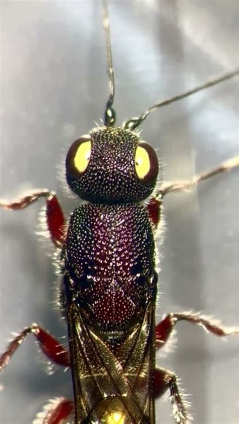 Wasp Or Scorpion Or Both