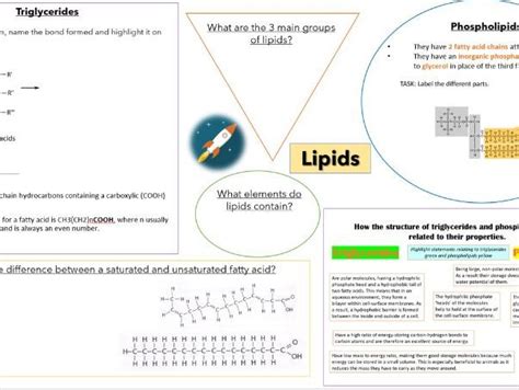 Lipids Revision Sheet AQA A Level MS Included Teaching Resources