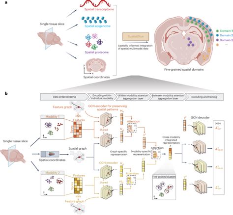 Deciphering Spatial Domains From Spatial Multi Omics With Spatialglue