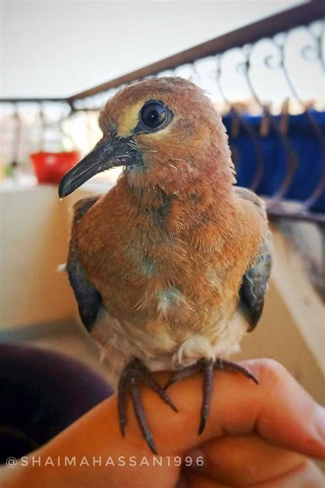 shaima ahmed hassan abdel ghany insearch pk