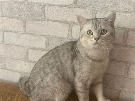 Scottish Straight Silver Chinchilla