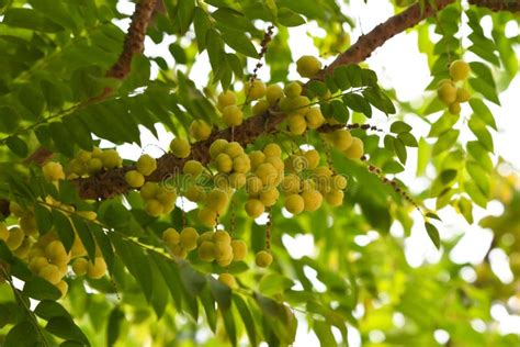 Amla Tree Stock Image Image Of Light Amla Gooseberry 8076097