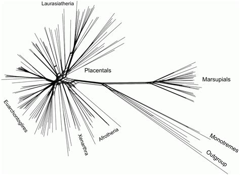 The Genealogical World Of Phylogenetic Networks Eda Or Post Optimality