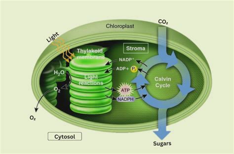 Guide To Calvin Cycle Diagram Essential Process Of Photosynthesis