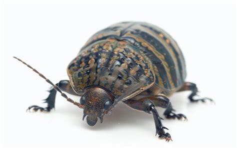 The Intricate Life Of Pill Bugs On White Background Premium Ai