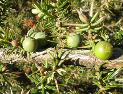 Juniperus Communis Common Juniper Identification Guide