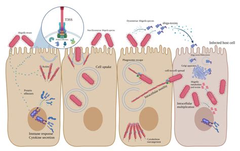 Shigella Morphology Pathogenesis Diagnosis Treatment Biology Notes Online