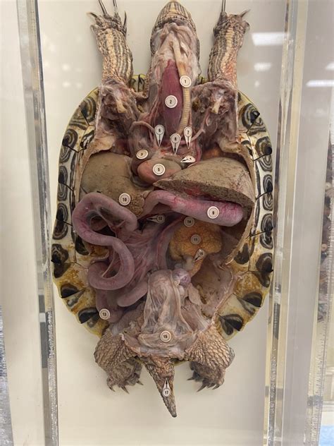 Turtle Internal Anatomy Diagram Quizlet