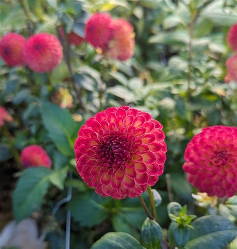 Clearview Blaze M Fd Fl Roving Radish