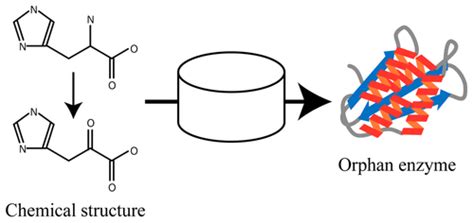Enzymes Structure