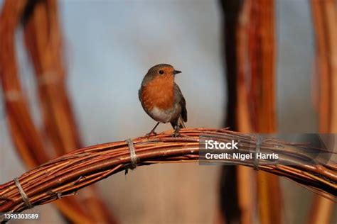 초점이 맞지 않는 배경에 대해 정원의 바운드 나뭇 가지에 자리 잡고있는 유럽 로빈의 아름다운 선택적 초점 이미지 0명에 대한 스톡 사진 및 기타 이미지 Istock