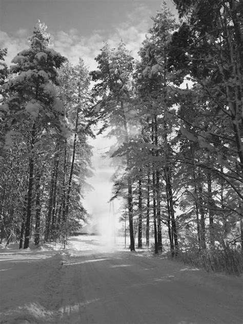 겨울 햇살 속의 고요한 눈 덮인 숲길 · 무료 스톡 사진