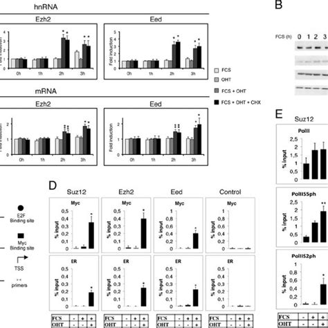 Role Of C Myc And N Myc In Mouse Stem Cell Stemness A Western Blot Download Scientific