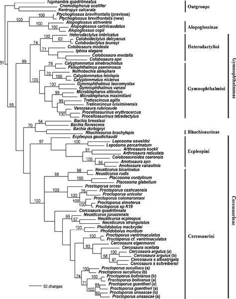 Figure 1 From Data Partitions And Complex Models In Bayesian Analysis The Phylogeny Of